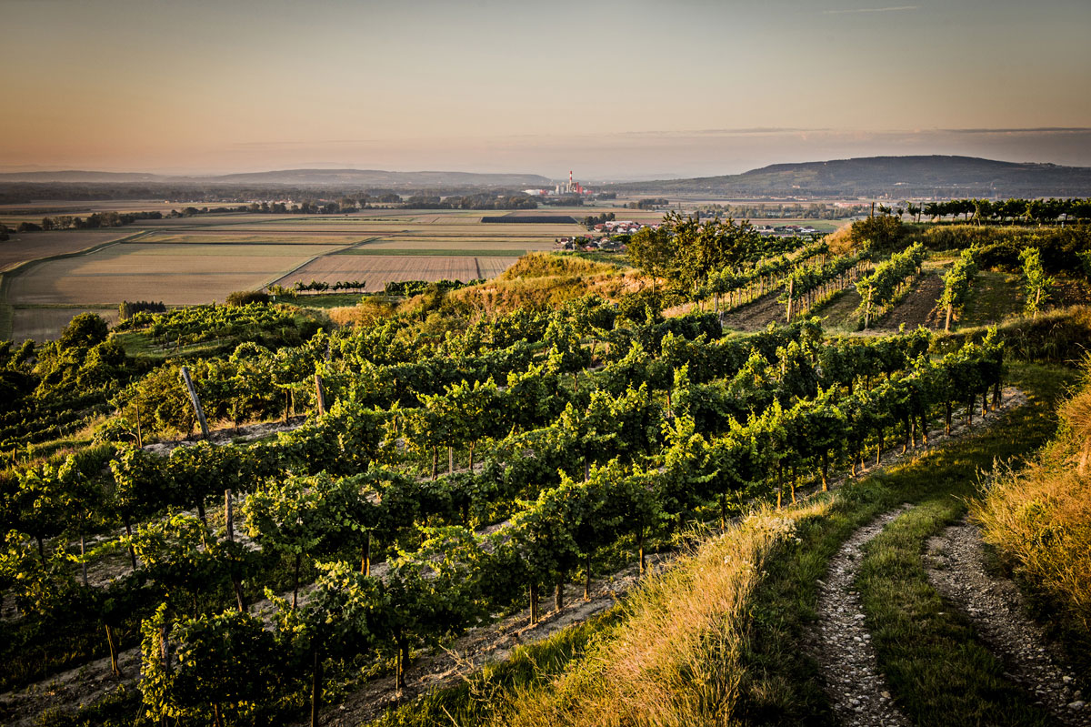 Wo Wein und Wasser fließen: Weinstraße Kamptal - Weinland Niederösterreich
